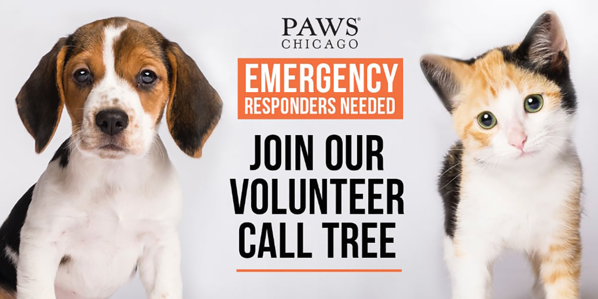 Become a PAWS Volunteer – Roscoe Village Neighbors