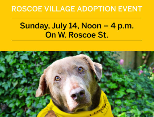 Summer Movie Nights in Roscoe Village – Roscoe Village Neighbors
